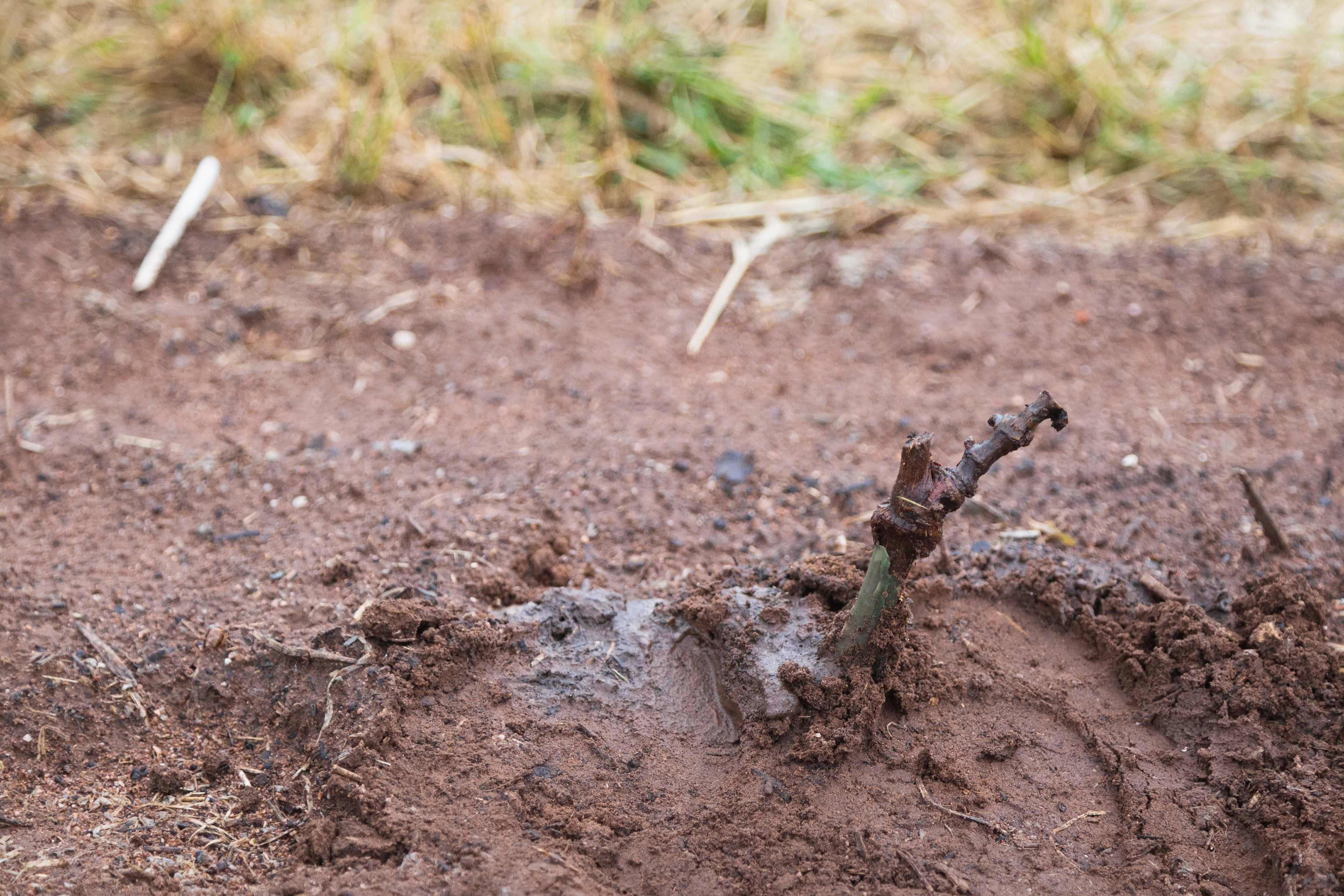 One Minute Read: Glorious Grenache
